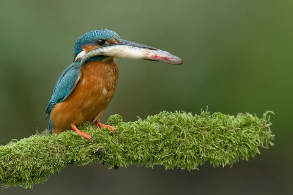 Kingfisher with prey by Nathan Vink | 500px