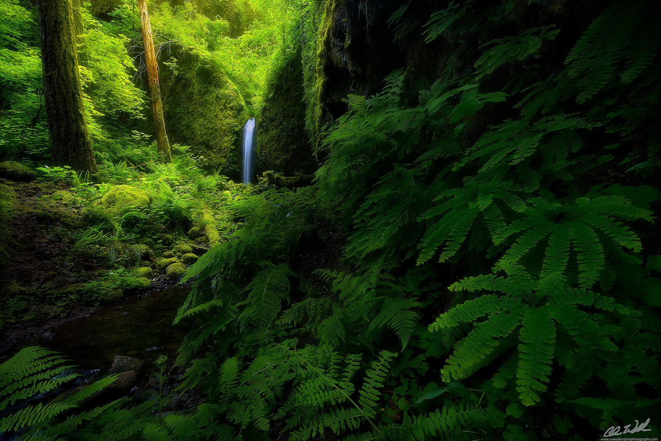 Fern Gully by Chris Williams Exploration Photography / 500px
