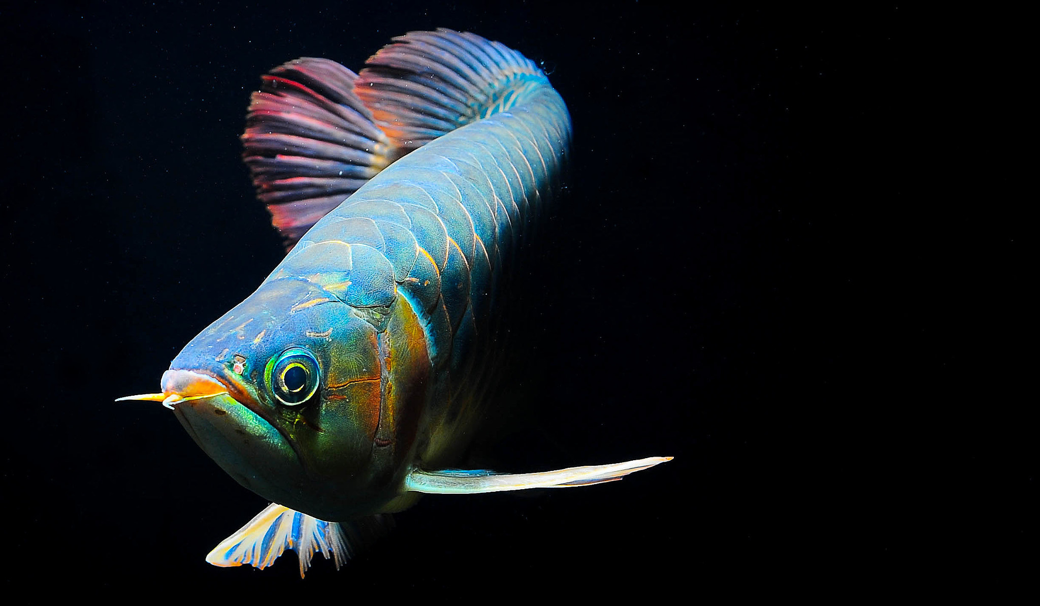 N1wan by Norman Celis / 500px