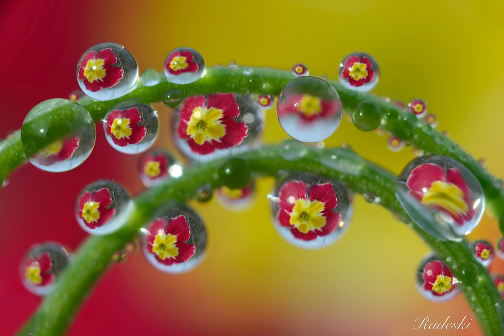 Riflessi di rugiada by Roberto Aldrovandi / 500px