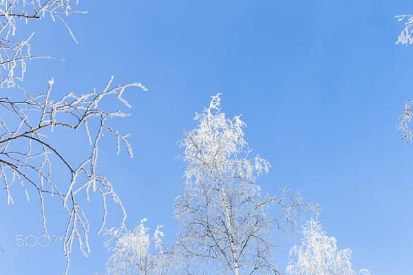Winter and cold, blue sky and tree branches in the frost. A beau by ...