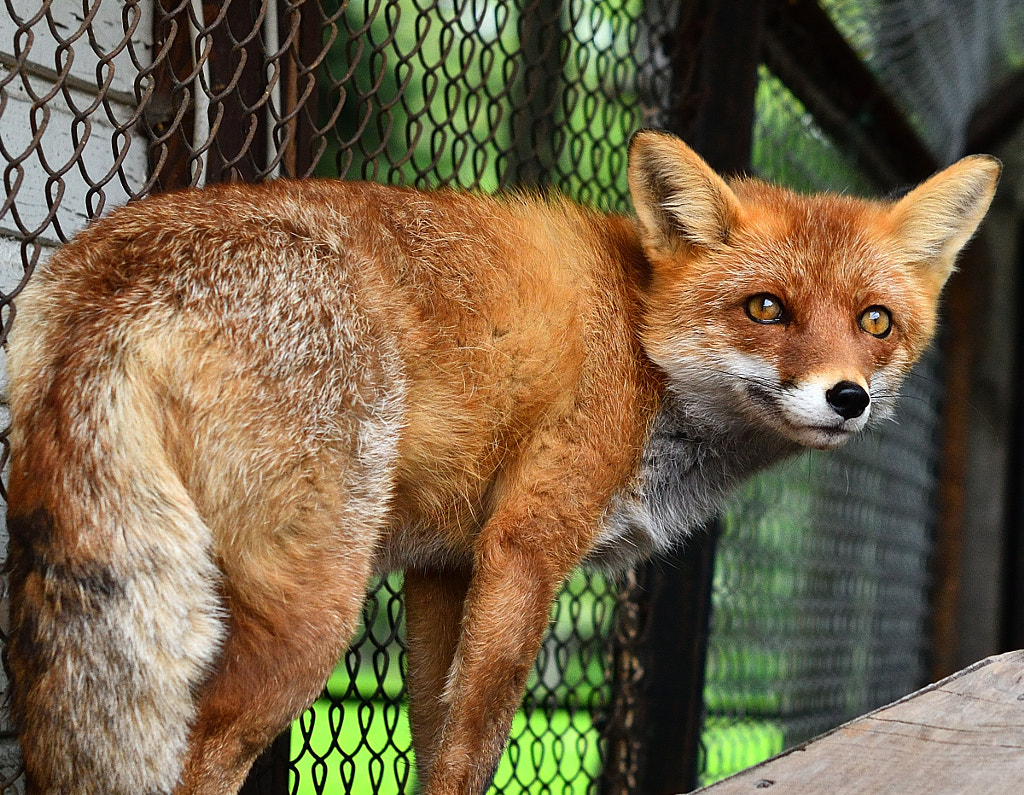 FOX by Artem Klunko / 500px