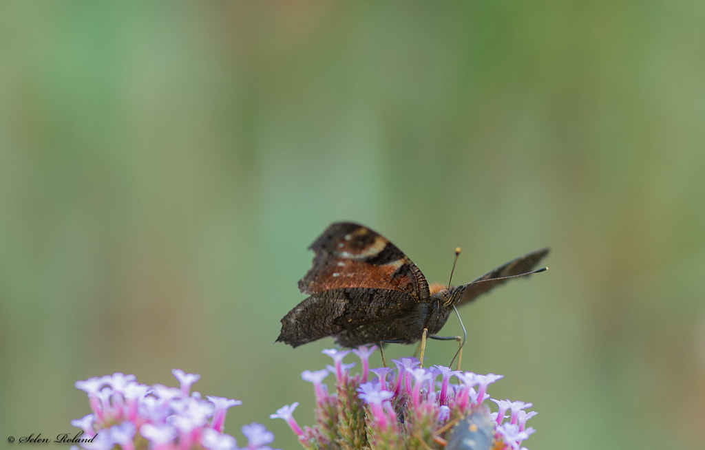 Dagpauwoog - Peacock Butterfly by Roland Selen Natuur Fotografie / 500px
