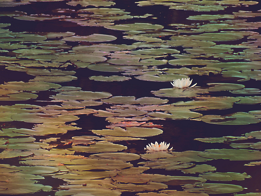 The colour of Claude Monet by Anders Chan / 500px