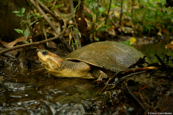 Magdalena River Turtle (Podocnemis lewyana) by Cristian Castro Morales ...