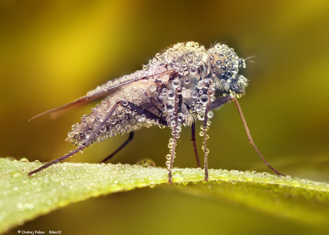 ooOoOoooO by Ondrej Pakan / 500px