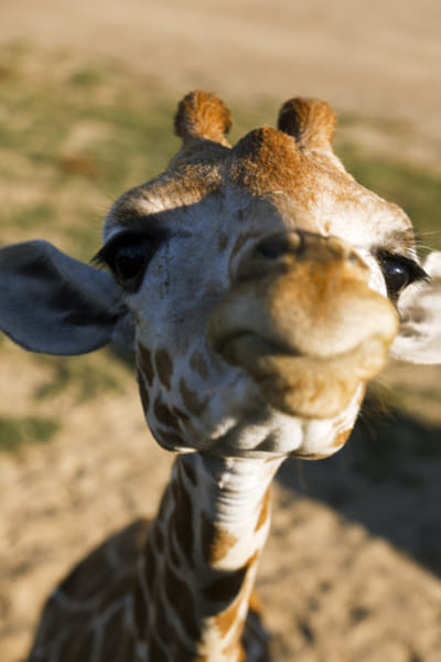 Giraffe face. by Andrei Orlov | 500px