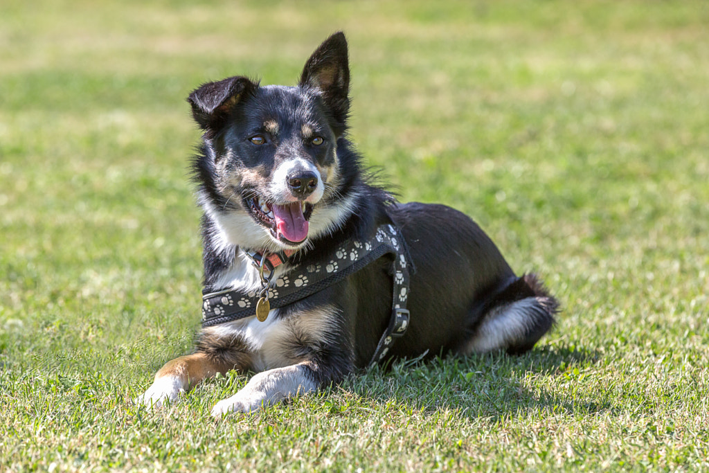 Agility-4 by Adolf Genhart / 500px