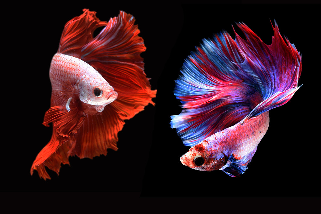 Betta fish by Preeda Prakotmak / 500px