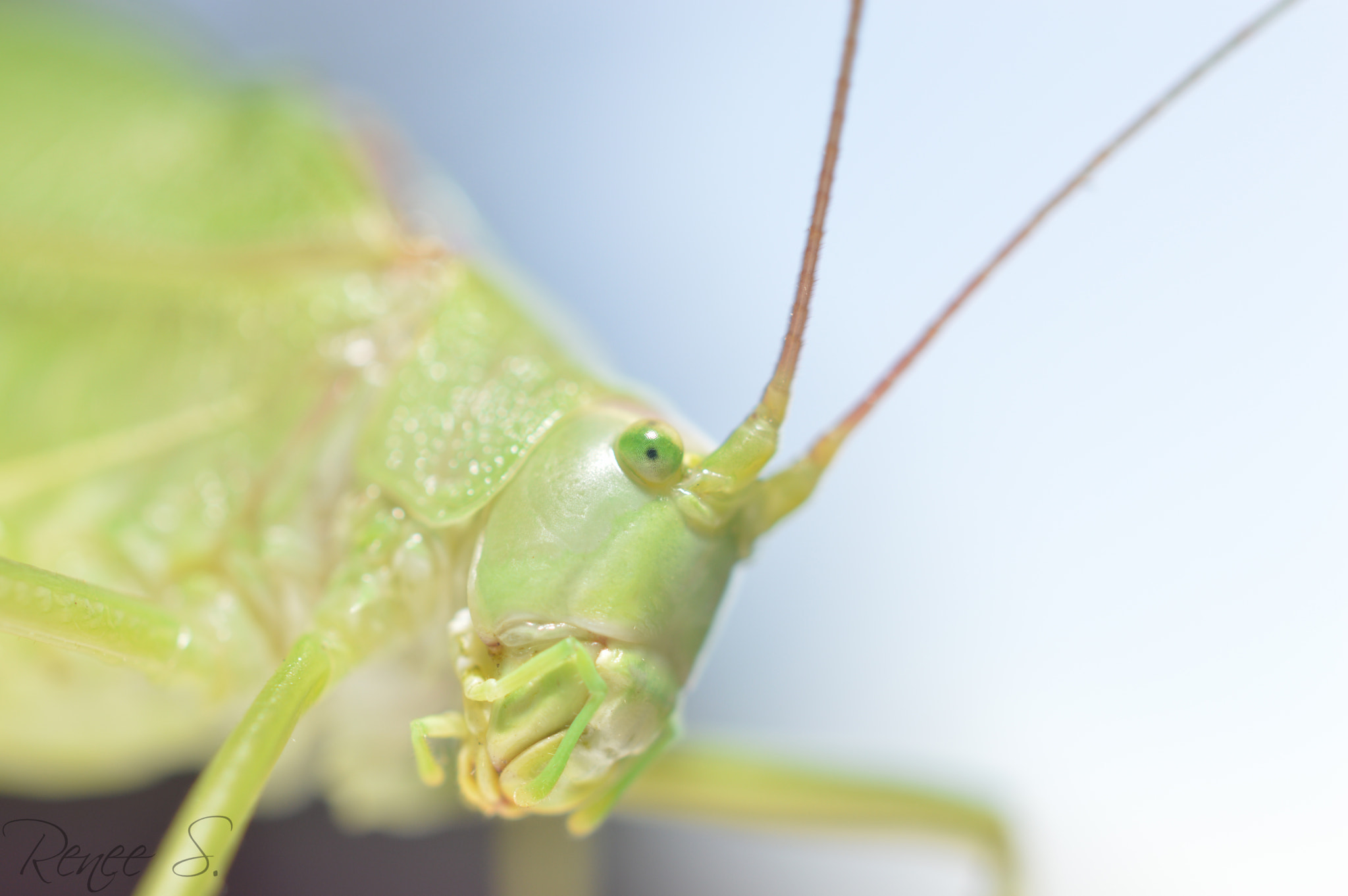 True Katydid by Renee Scarlett / 500px