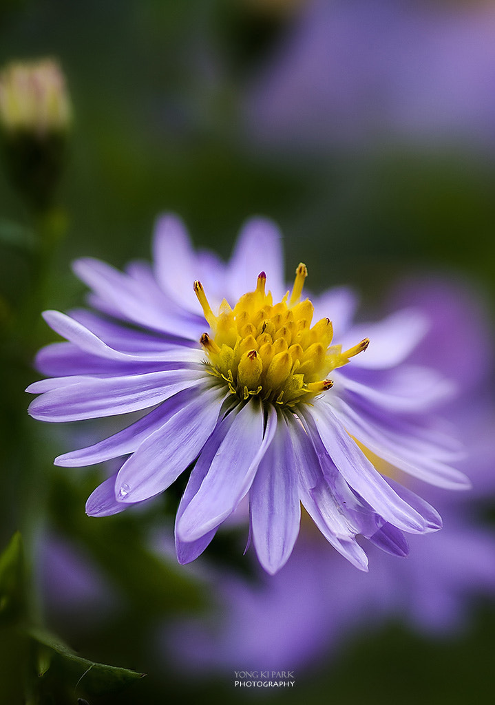 The color of autumn-purple by Yong Ki Park / 500px