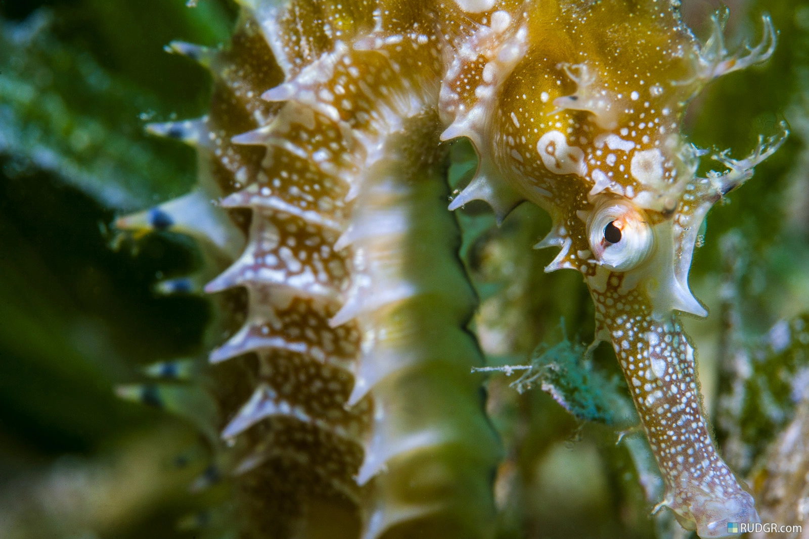 Seahorse close-up by Rutger Geerling - Photo 17556309 / 500px