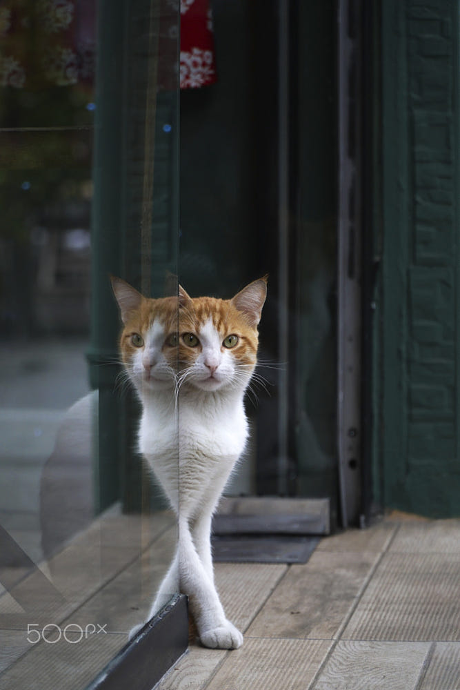 Two Colored Cat and Reflection by Engin Sezer / 500px