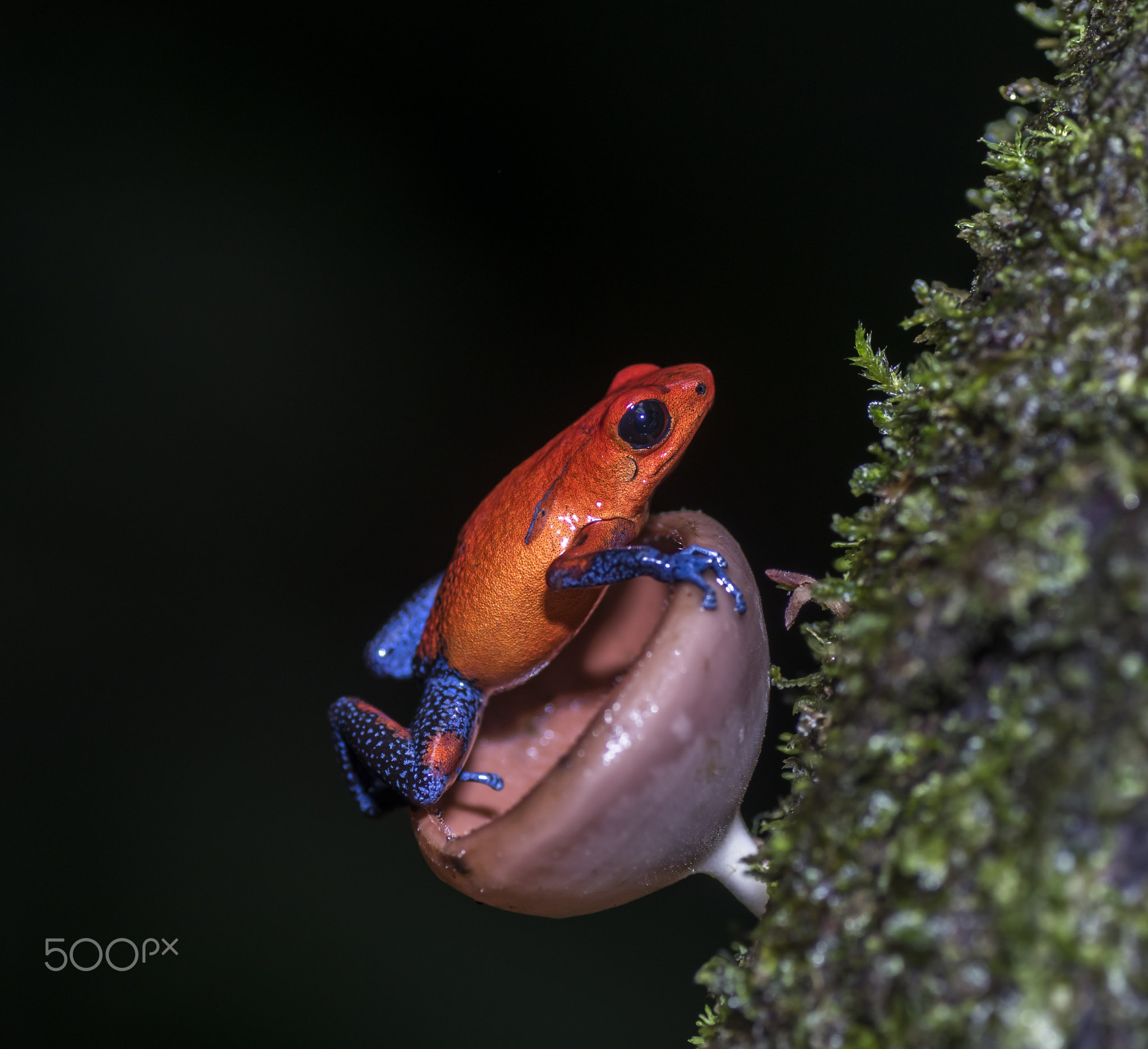 Blue Jeans Frog by Juan Carlos Fonseca / 500px