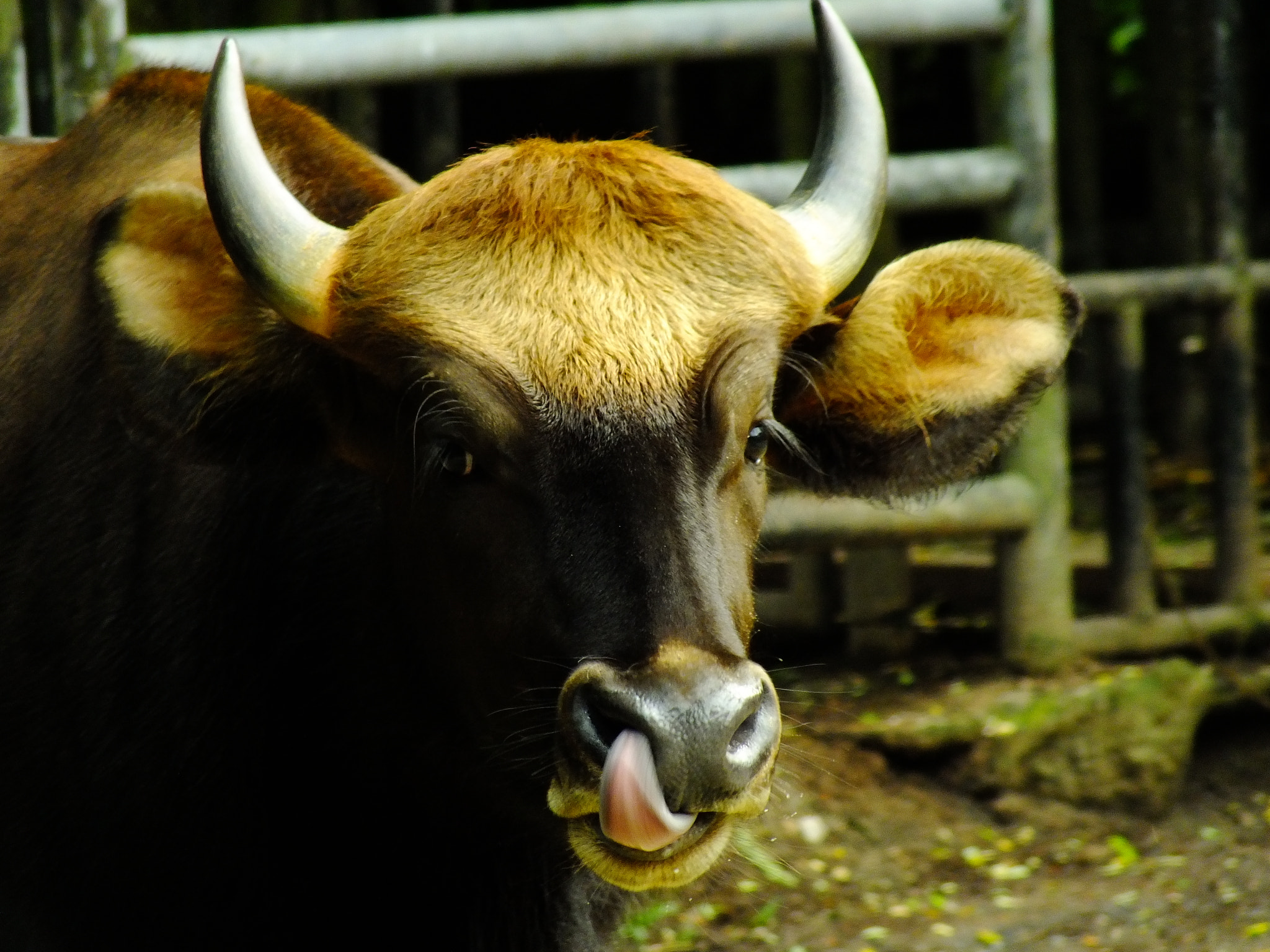 Seladang by Idzhar ISTAR - Photo 17613961 / 500px