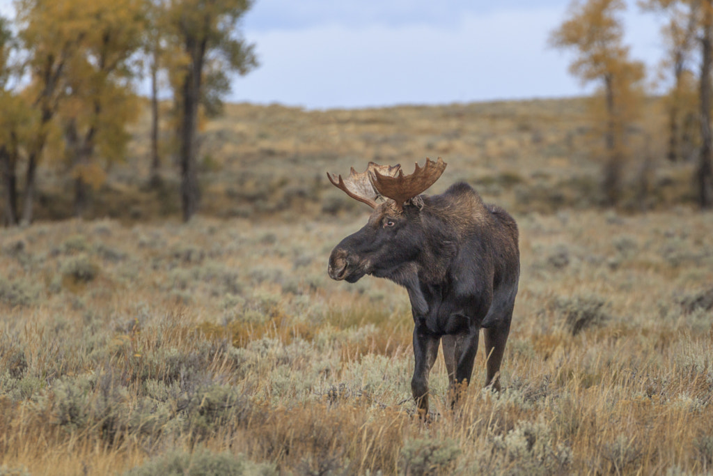 Bull Moose on the Loose by Mark Perry / 500px