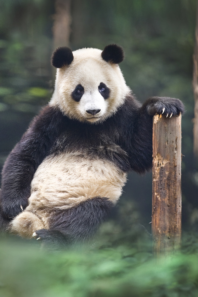 portrait of a panda by David Hobcote / 500px