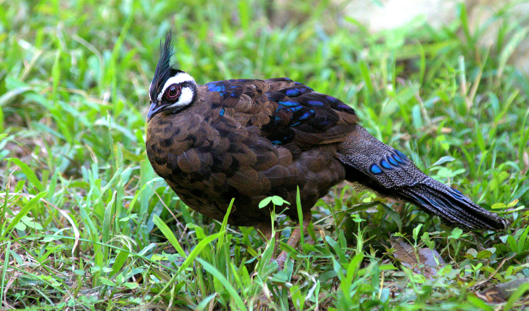Philippine Peacock Pheasant by mK / 500px