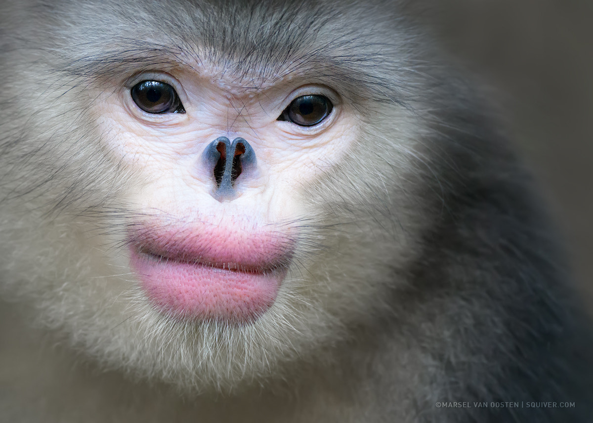 Hot Lips by Marsel van Oosten / 500px