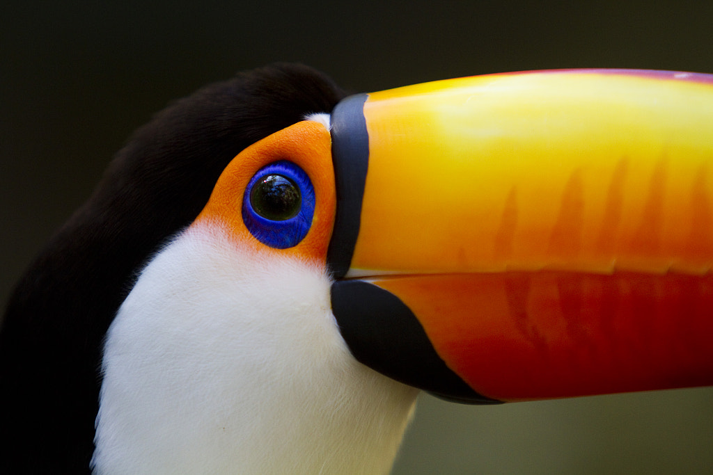 Toucan Profile by Stephan Alvin / 500px