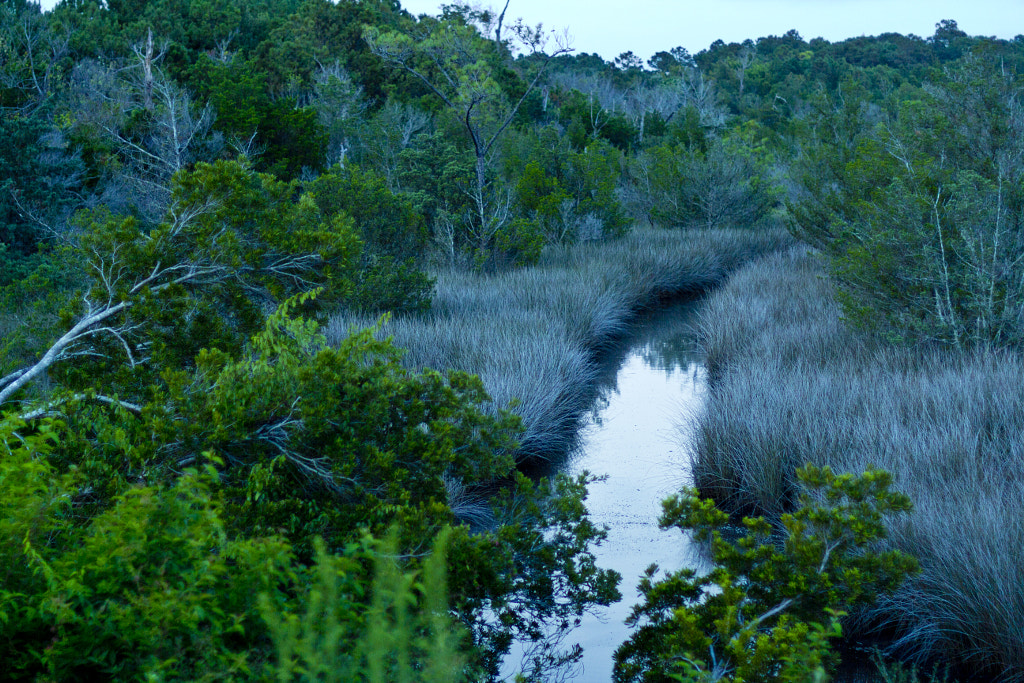 Change-Me-Not by David Bruffy / 500px