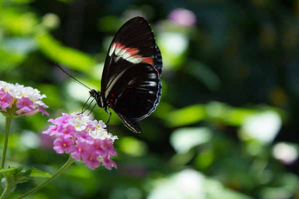 Dallas Butterfly by David Brower | 500px