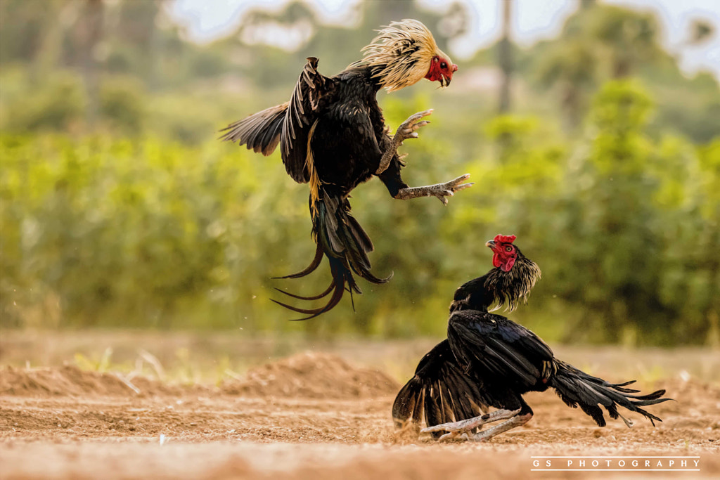 Rooster Fight by Gowrishankar Krishnan / 500px