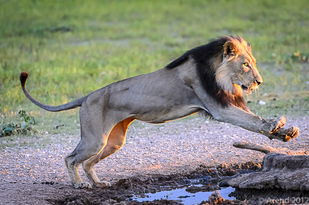 Jumping Lion by Arend van der Walt / 500px