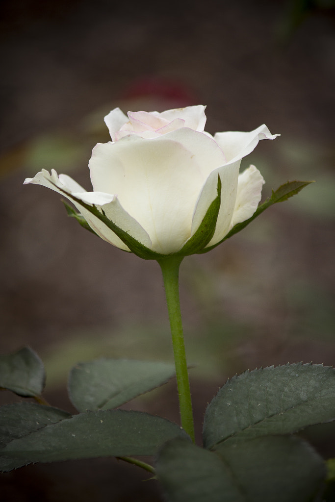 White Rose Bud by Teresa Wilson / 500px