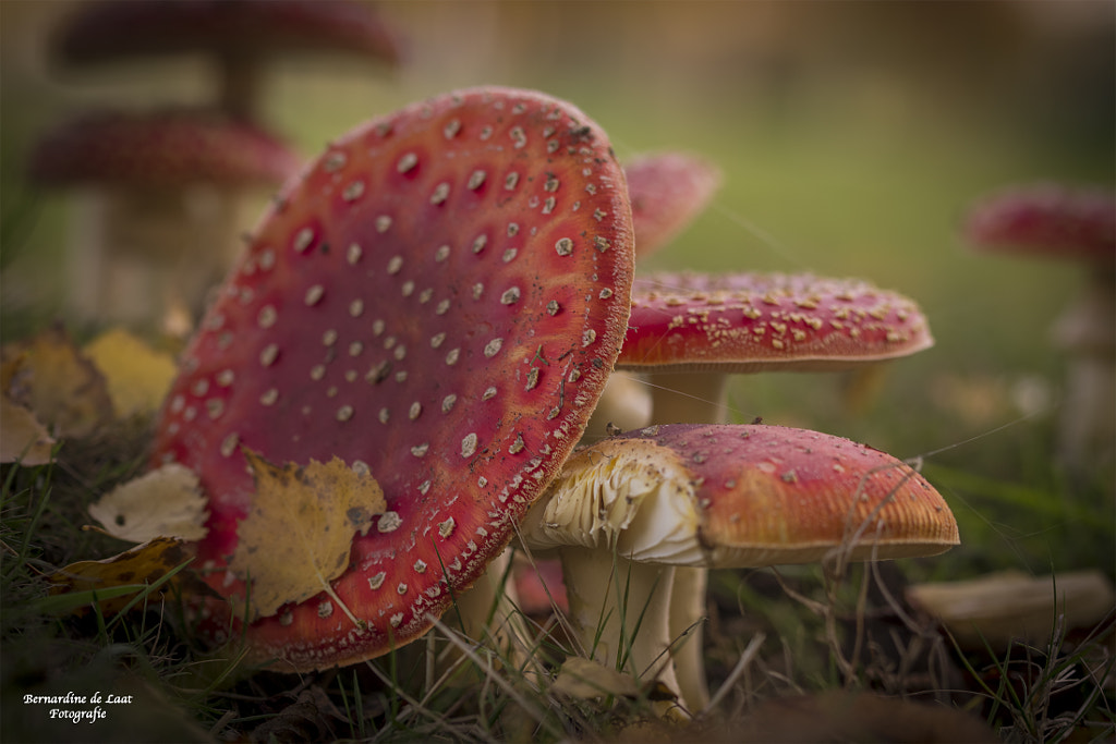 Messy toadstool village by Bernardine de Laat / 500px
