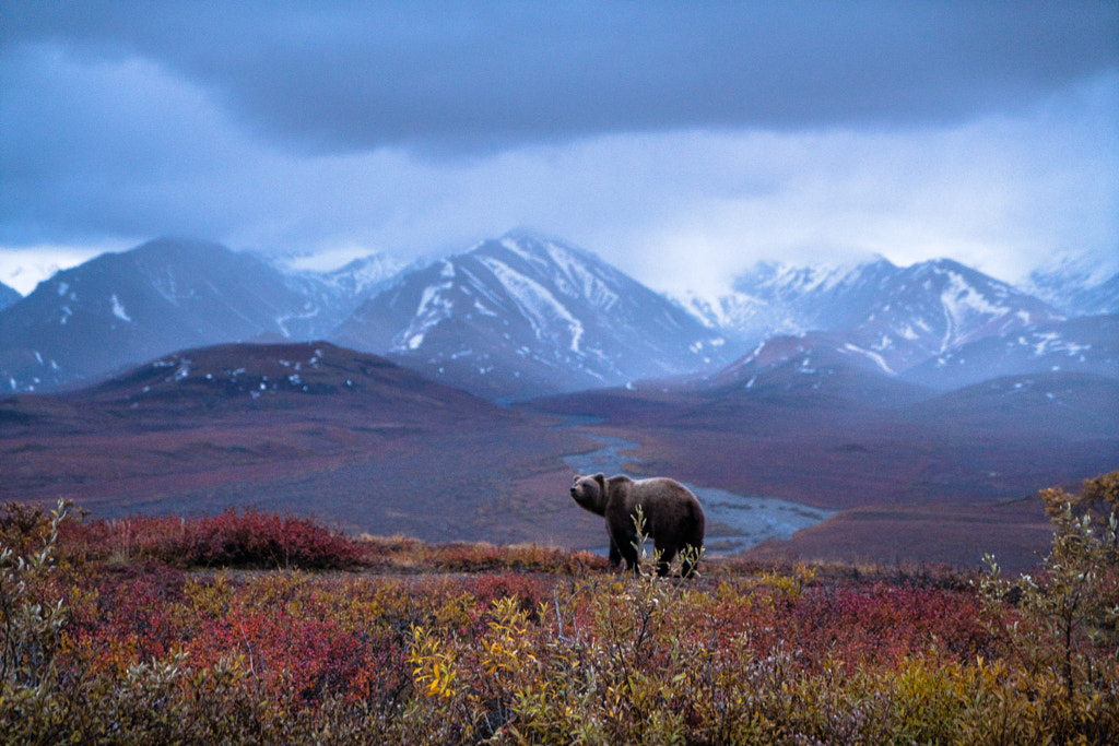 Grizzly in Denali by Chris Burkard / 500px