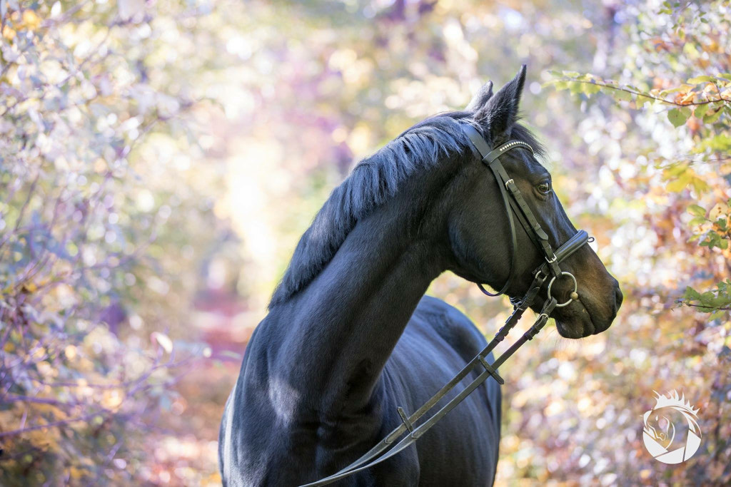 Meine Stute Dia Rubin by Kathrin Werth Photography / 500px