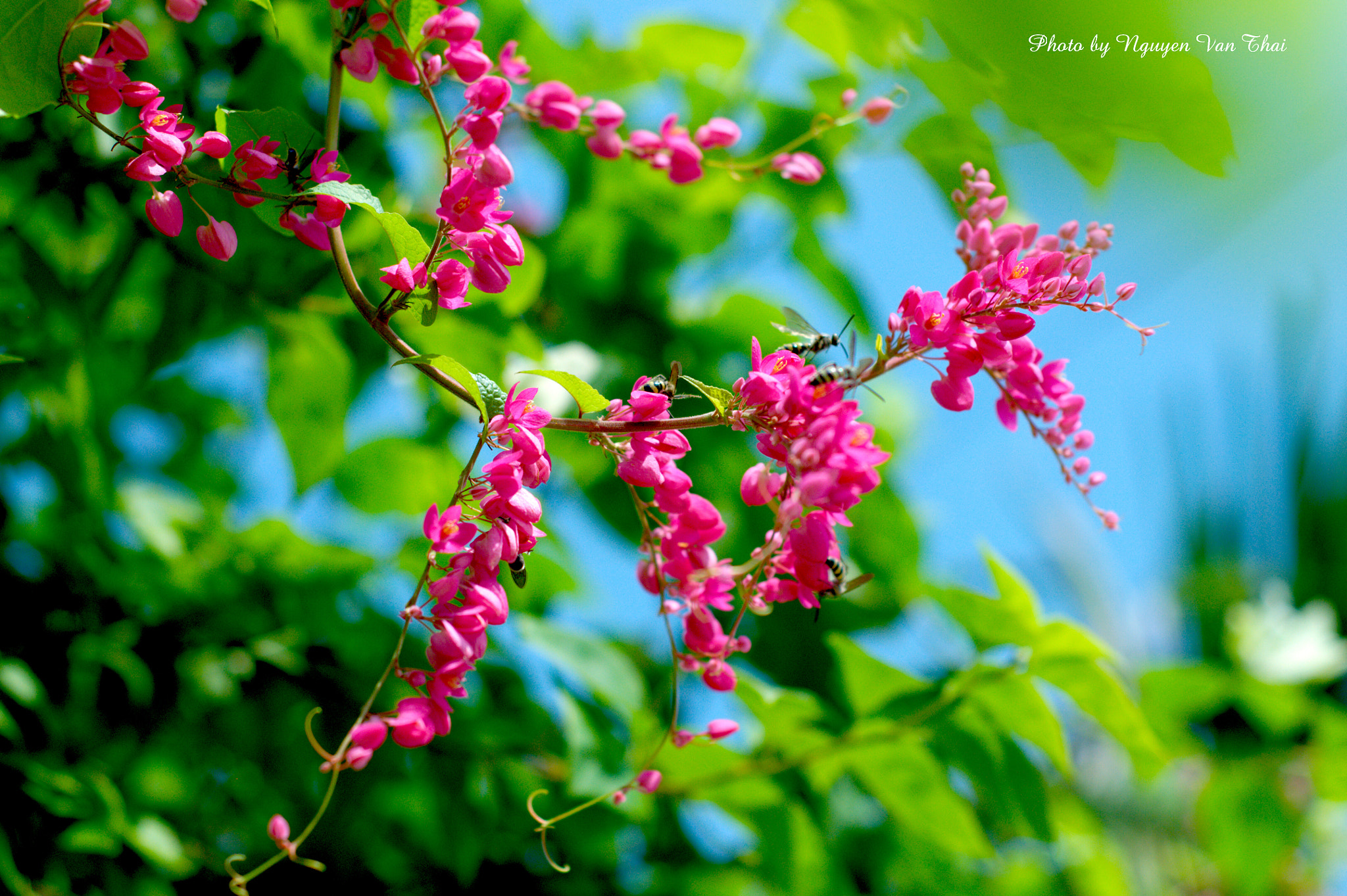Tigon Flower by Thai Nguyen Van / 500px