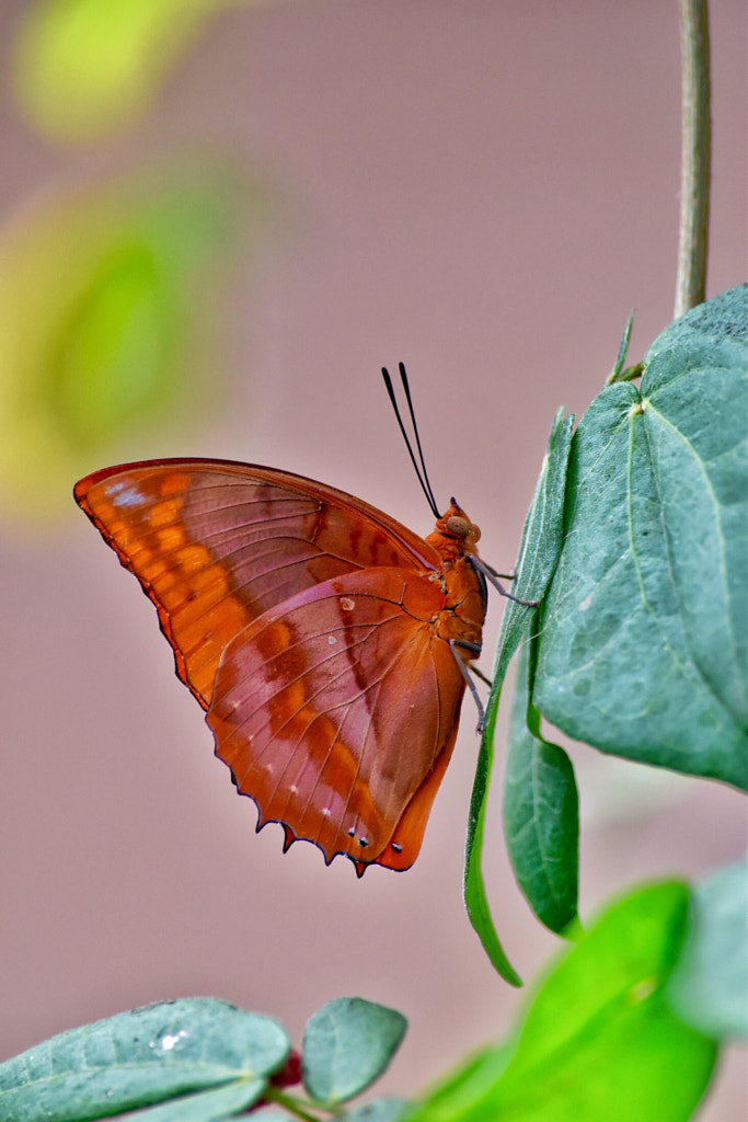 Orange Butterfly by Mike Biggs / 500px