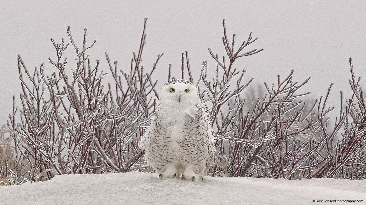Winters Coming by Rick Dobson | 500px