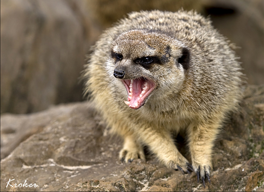 Suricata enfadado by Manuel Ramos / 500px