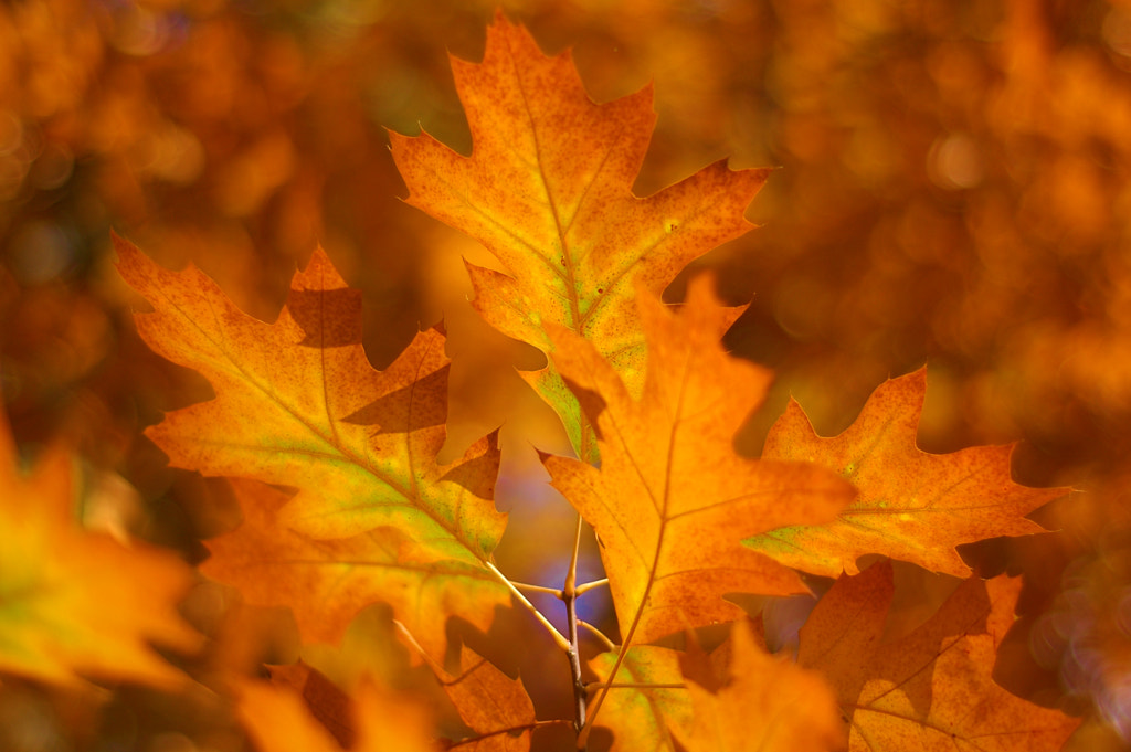 CCD colors by Arkadii Shapoval / 500px