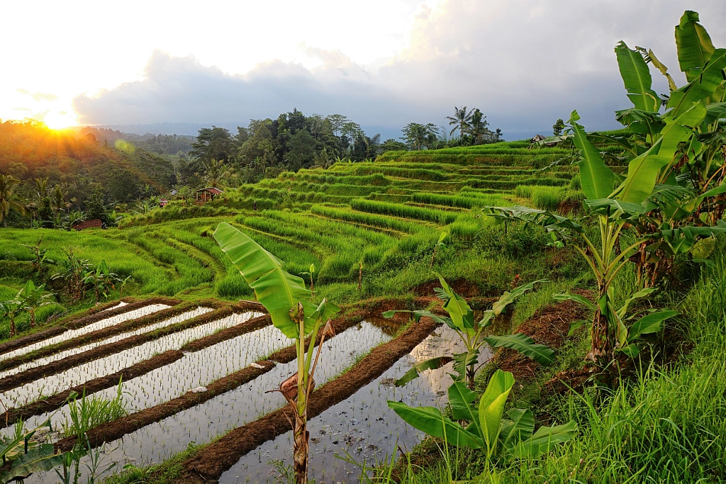 Sunset at Jatiluwih Rice Terraces in Bali, Indones by Suzi Pratt / 500px