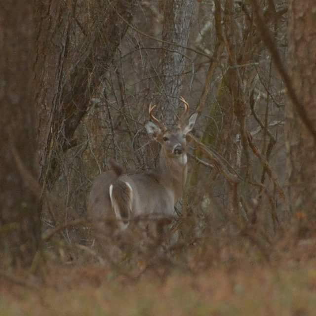 Six point buck by ganikon Tyler Reed / 500px