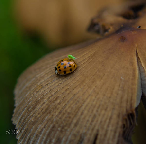 A grasshopper on a ladybug on a mushroom by Kelly Postma / 500px