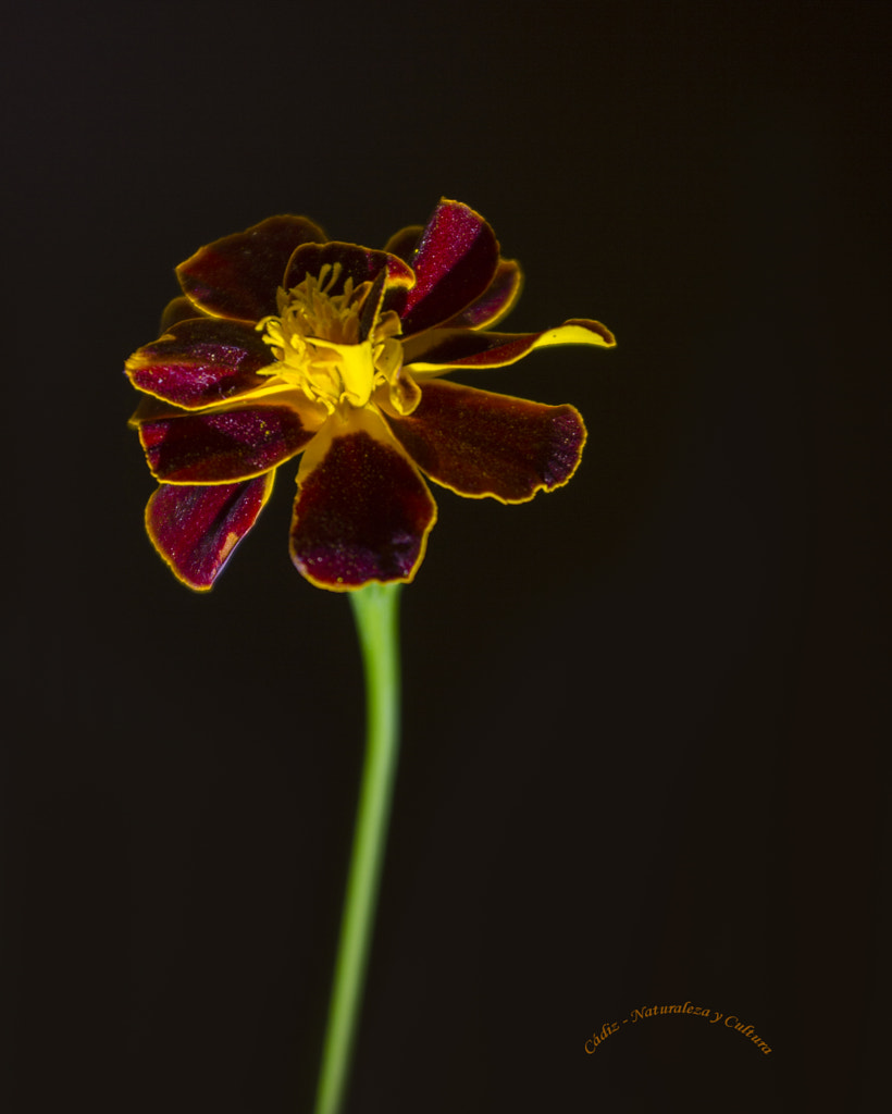 Rosario Monje, La Mejorana ... by Natalie / 500px