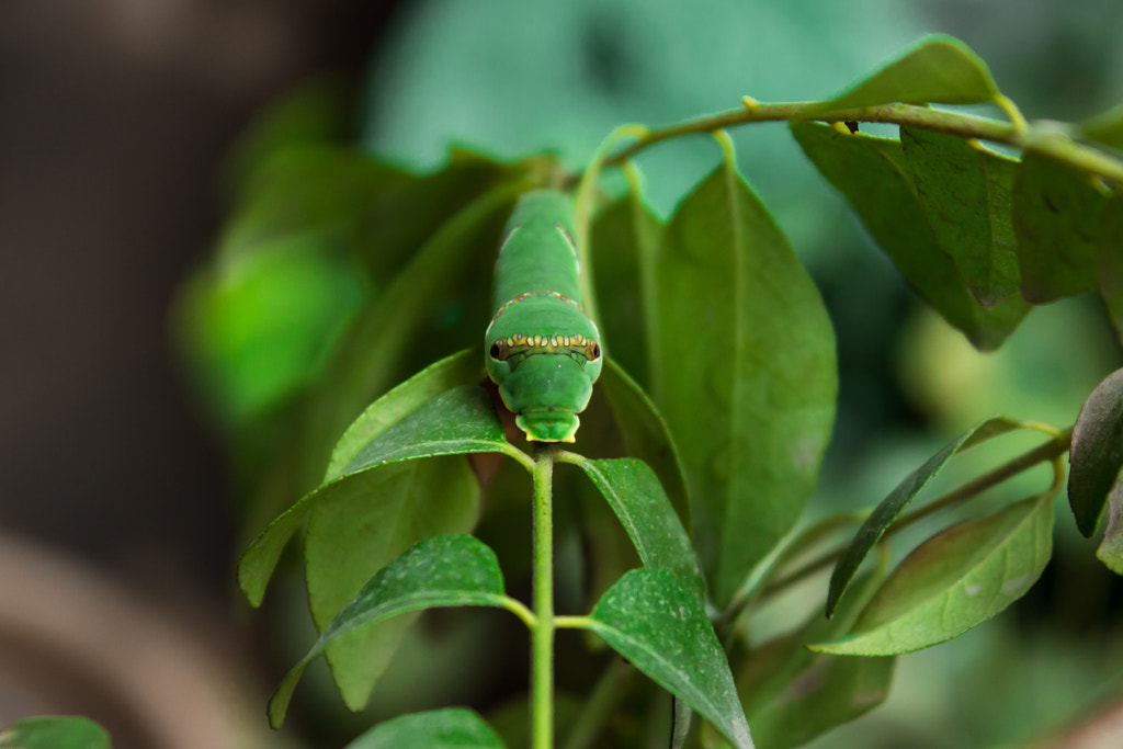 Common Mormon Caterpillar by Sumit Nagi / 500px