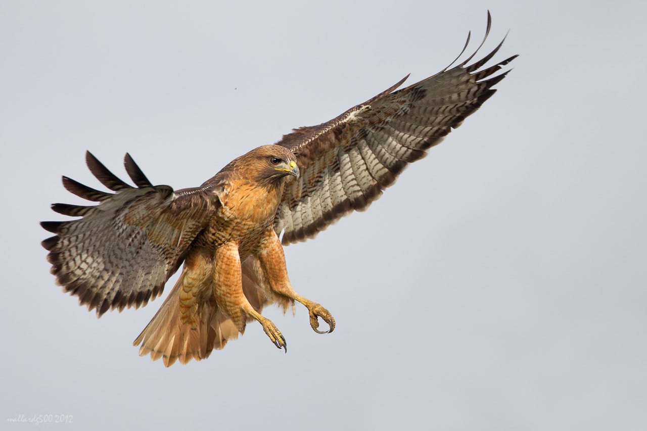 Red-tailed Hawk by Phoo (mallardg500) Chan - Photo 18500571 / 500px
