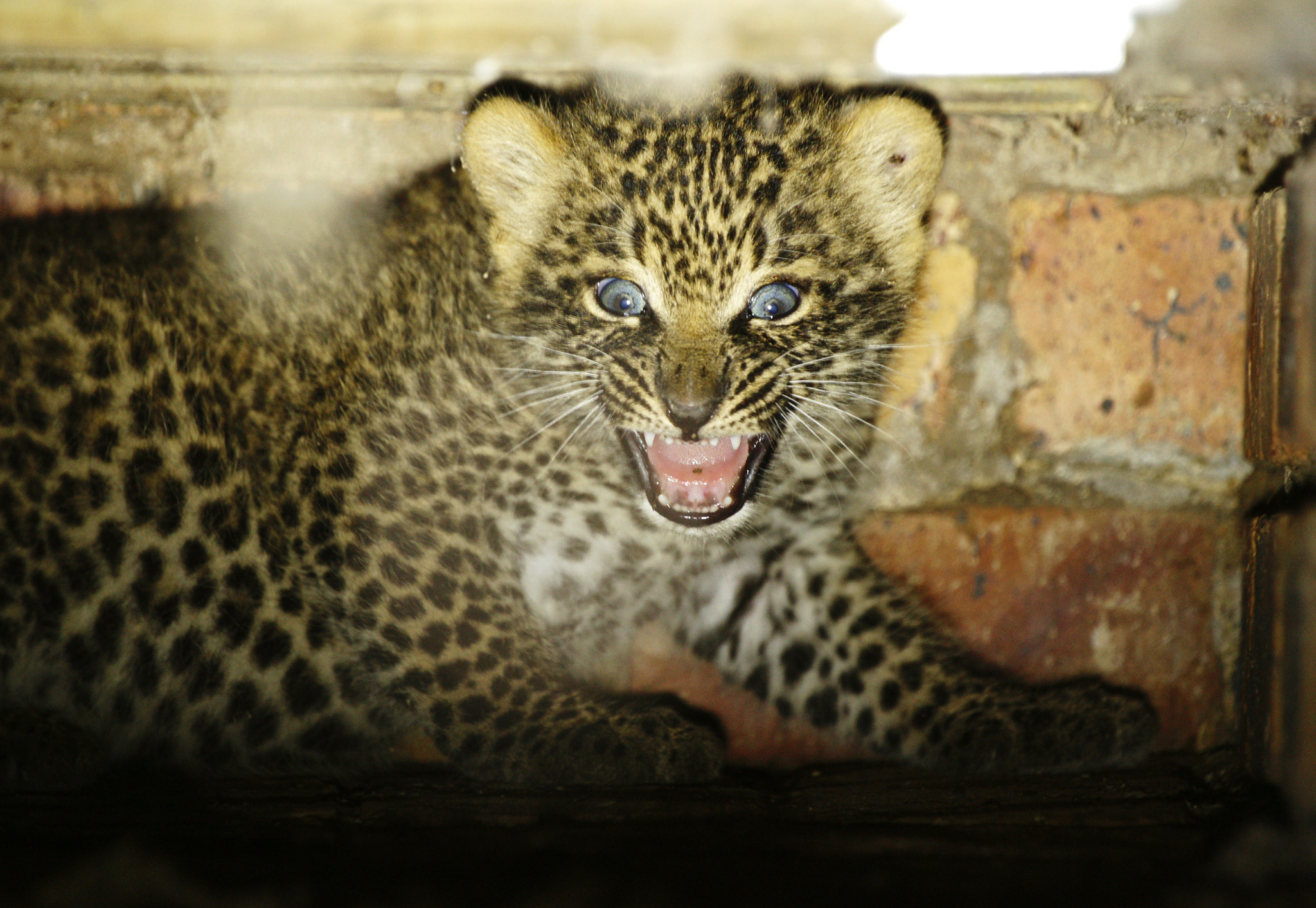 Urban Leopard Cub by Rudi Hulshof / 500px