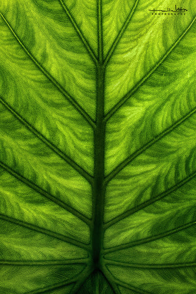 Radiografía by MALIA LEÓN / 500px