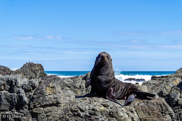 Seal stare by Eli Shaul | 500px