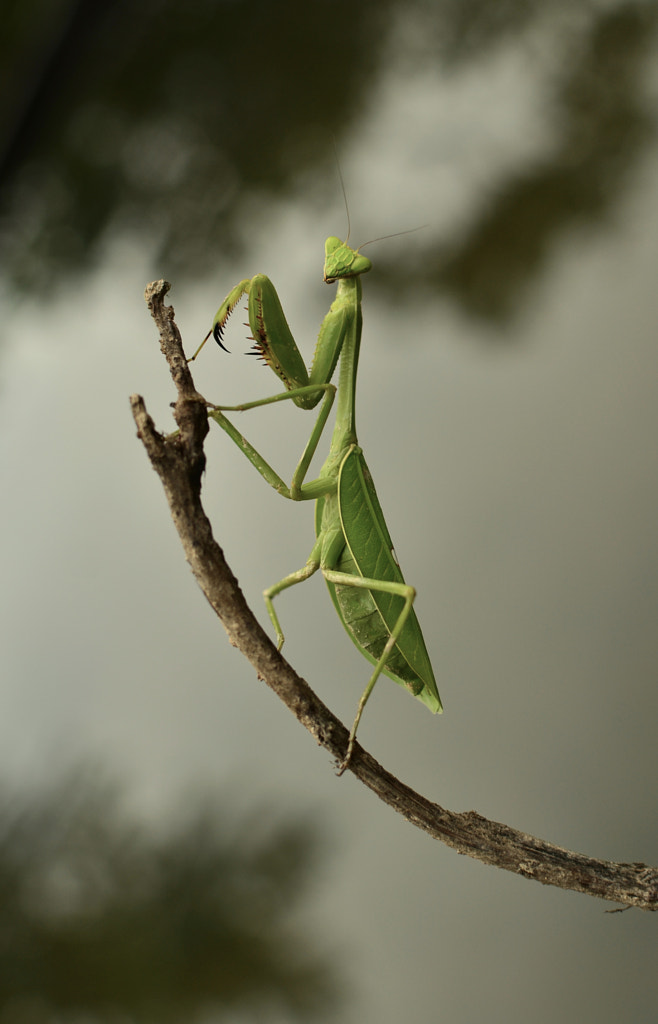 La mula del diablo by Ricardo Otero / 500px