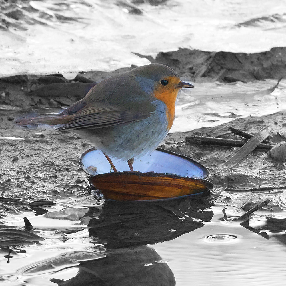 Robin in a shell by Tom Kruissink / 500px