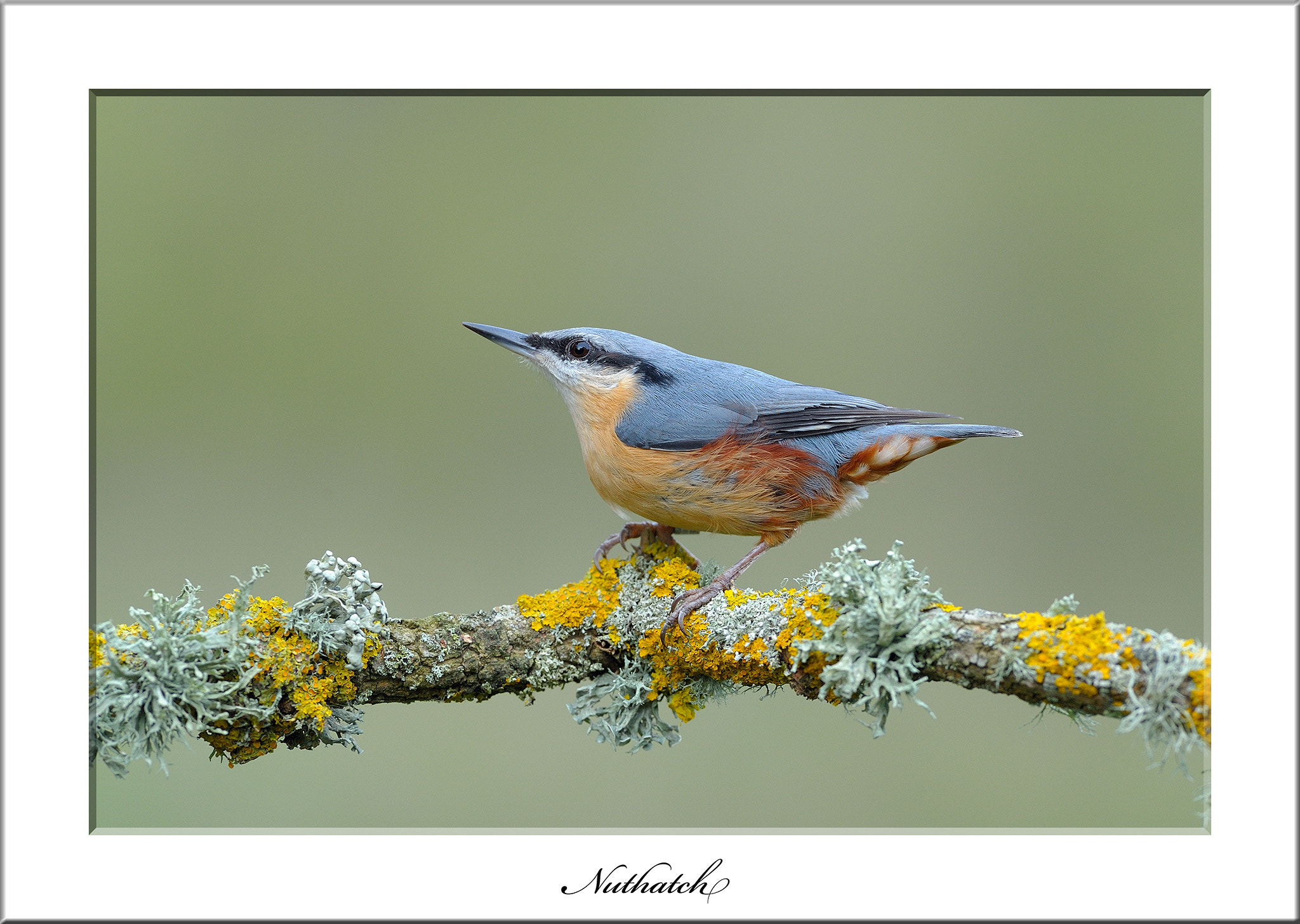 Nuthatch by Dean Mason / 500px