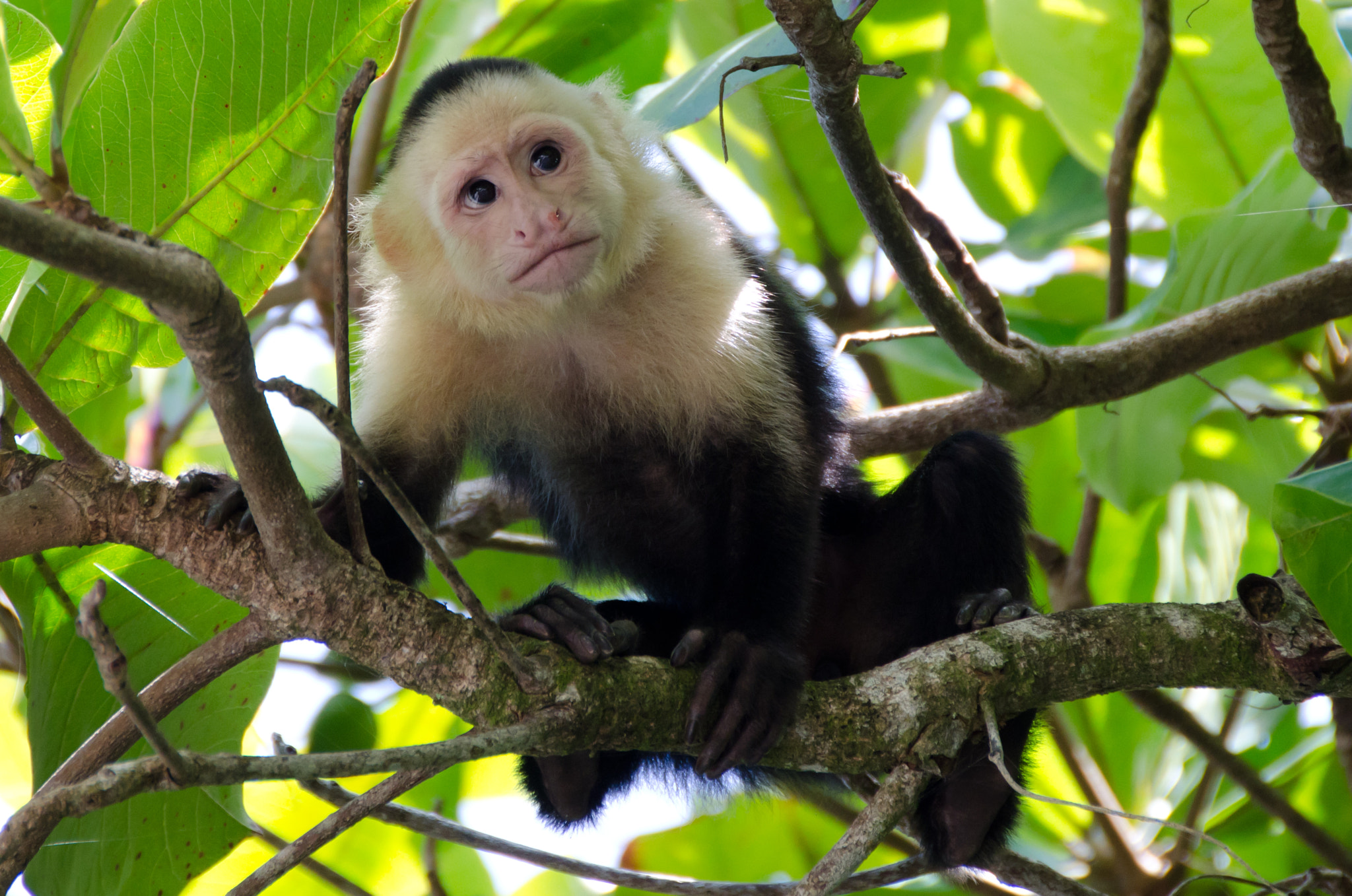 White-faced capuchin monkey by Colin McMillen / 500px